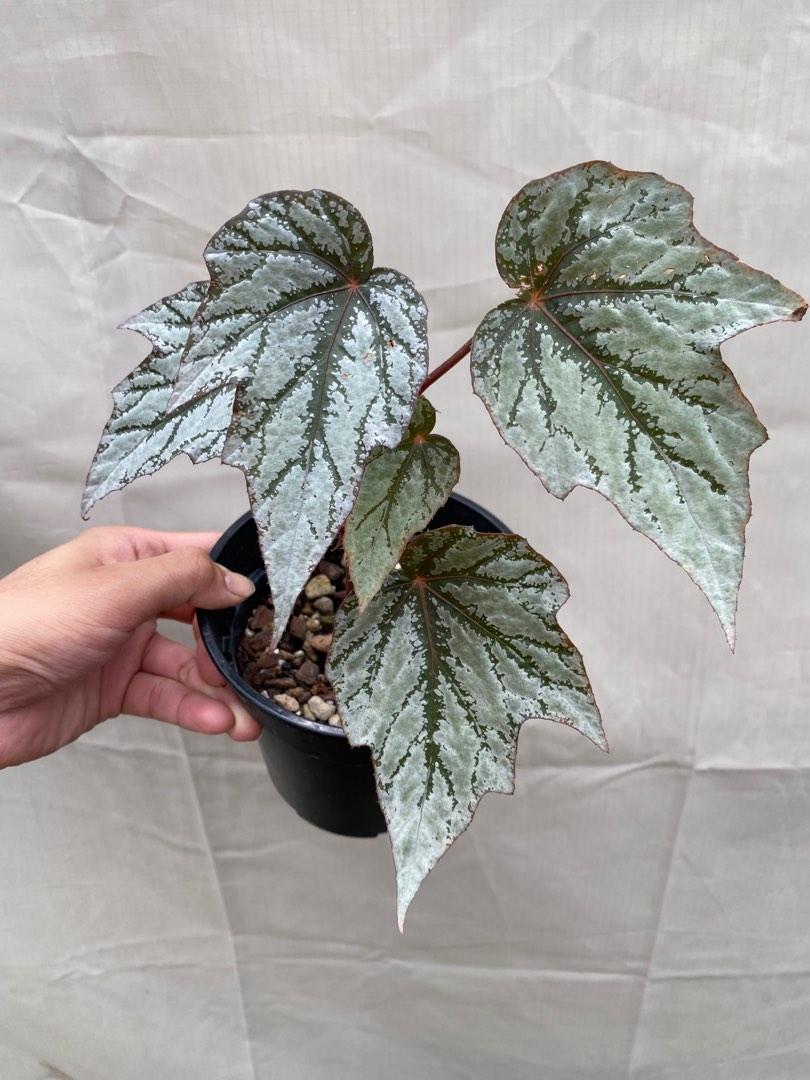 Begonia Sp Silver Wings, Furniture & Home Living, Gardening, Plants ...