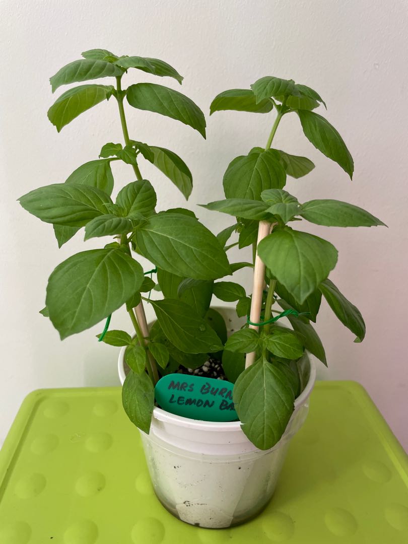 Mrs Burn Lemon Basil, Furniture & Home Living, Gardening, Plants ...