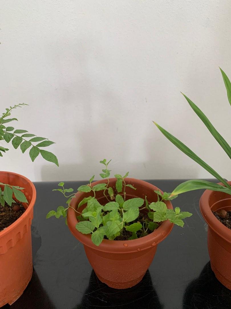 Pandan + Curry + Mint plants, Furniture & Home Living, Gardening ...