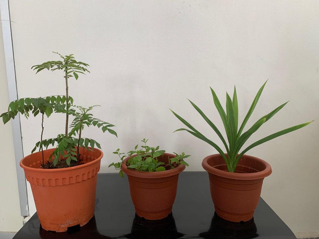 Pandan + Curry + Mint plants, Furniture & Home Living, Gardening ...