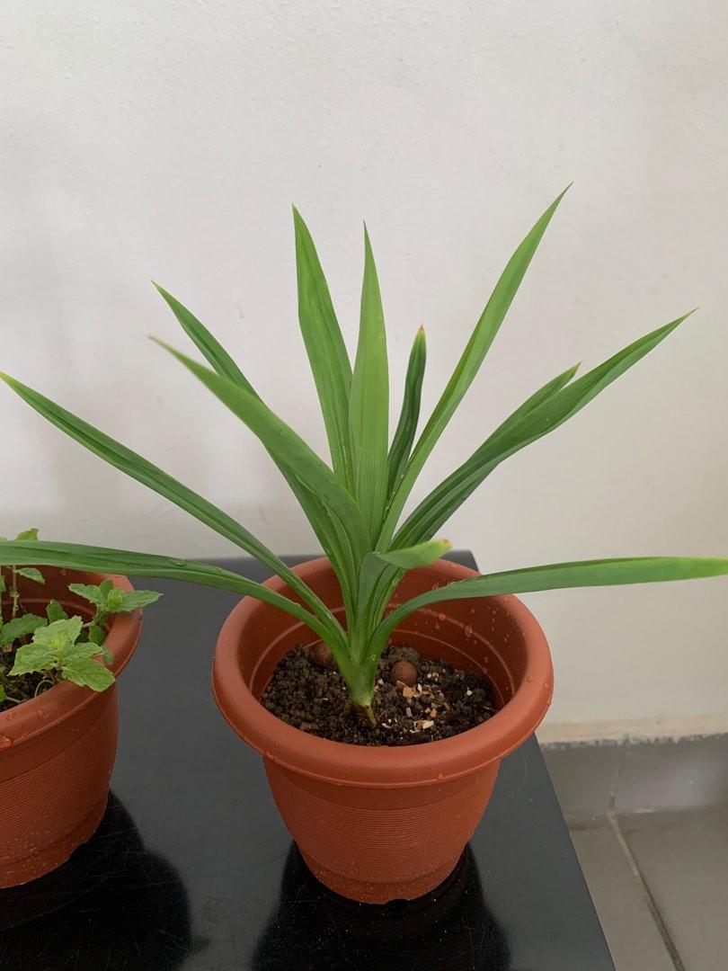 Pandan + Curry + Mint plants, Furniture & Home Living, Gardening ...