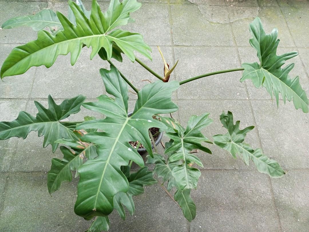 Philo Green Dragon, Furniture & Home Living, Gardening, Plants & Seeds ...