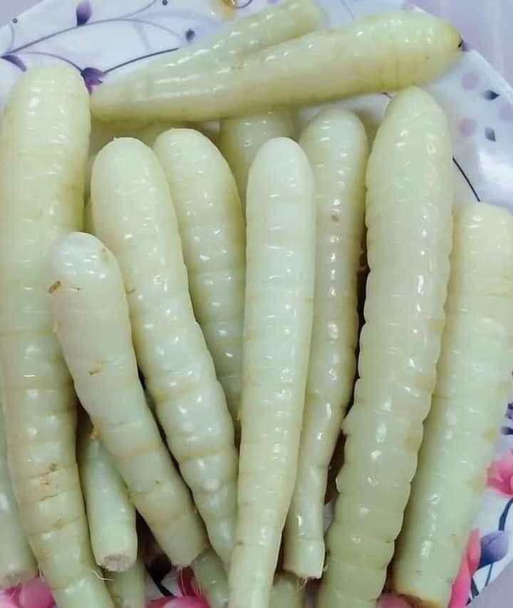 Pokok SAGU BEMBAN, Furniture & Home Living, Gardening, Plants & Seeds ...