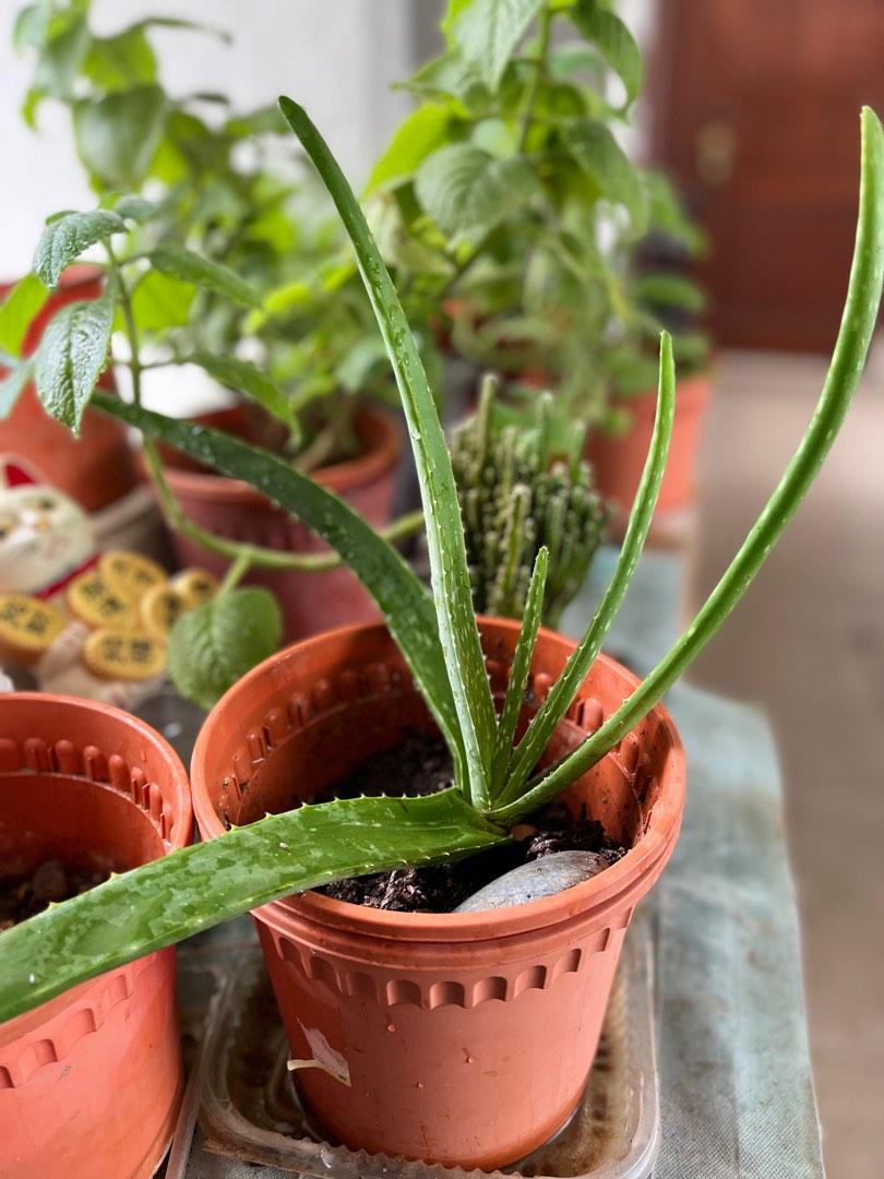 Rare Herb plant (Devil’s backbone/Adamant creeper and Alovera ...