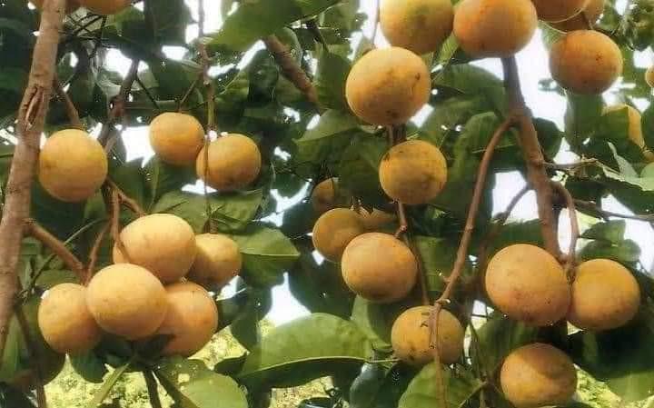 Sentul Sentol Madu pokok tut, Furniture & Home Living, Gardening ...