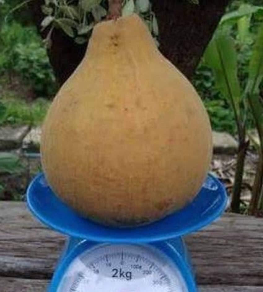 Sentul Sentol Madu pokok tut, Furniture & Home Living, Gardening ...