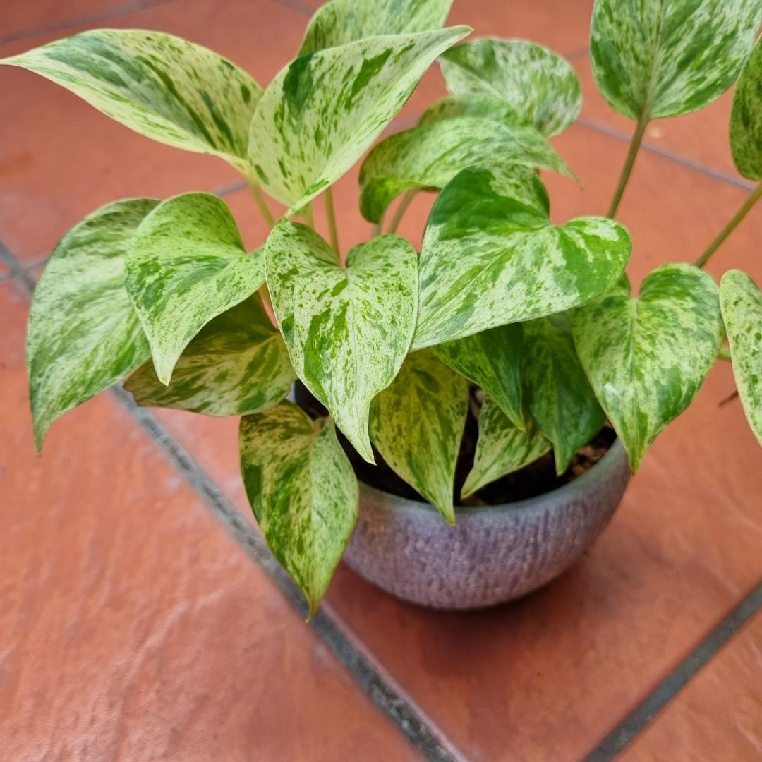 Snow Queen Pothos, Furniture & Home Living, Gardening, Plants & Seeds ...