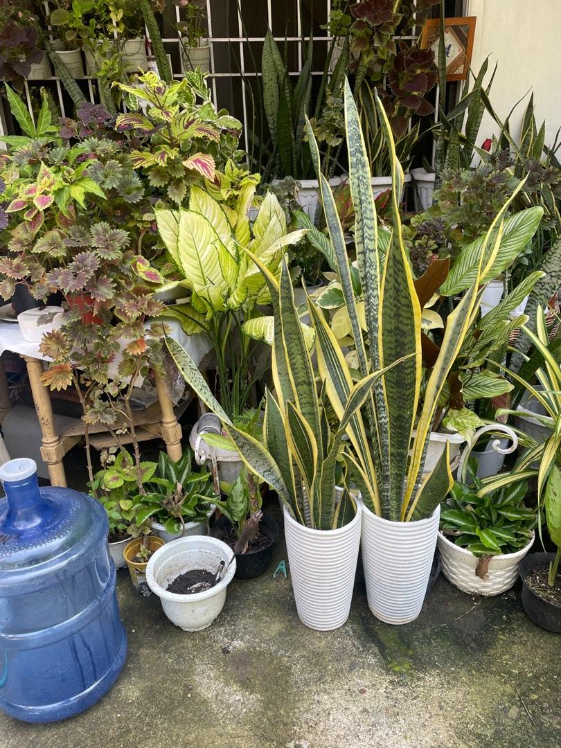 Tall snake plant rooted with pot n soil, Furniture & Home Living ...