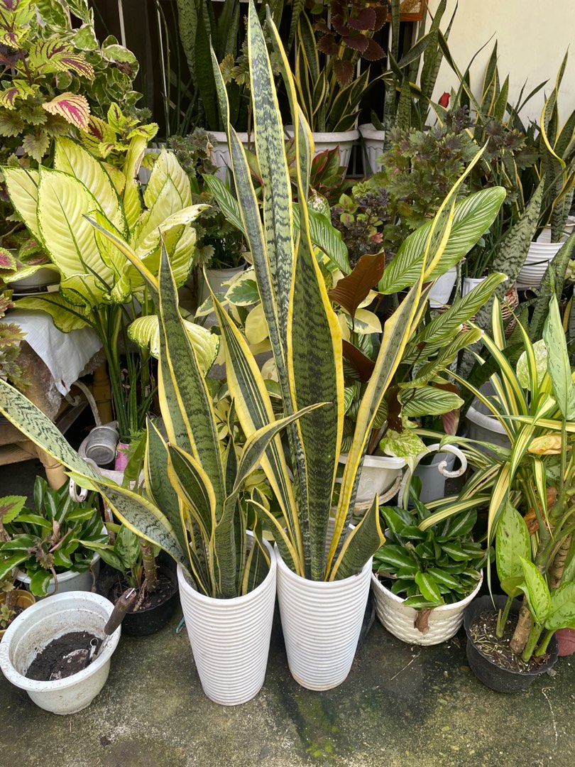 Tall snake plant rooted with pot n soil, Furniture & Home Living ...