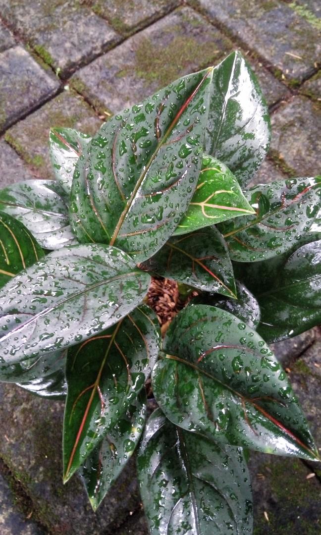 Aglonema Rotundum Tiger Rumpun 5, Perkebunan di Carousell