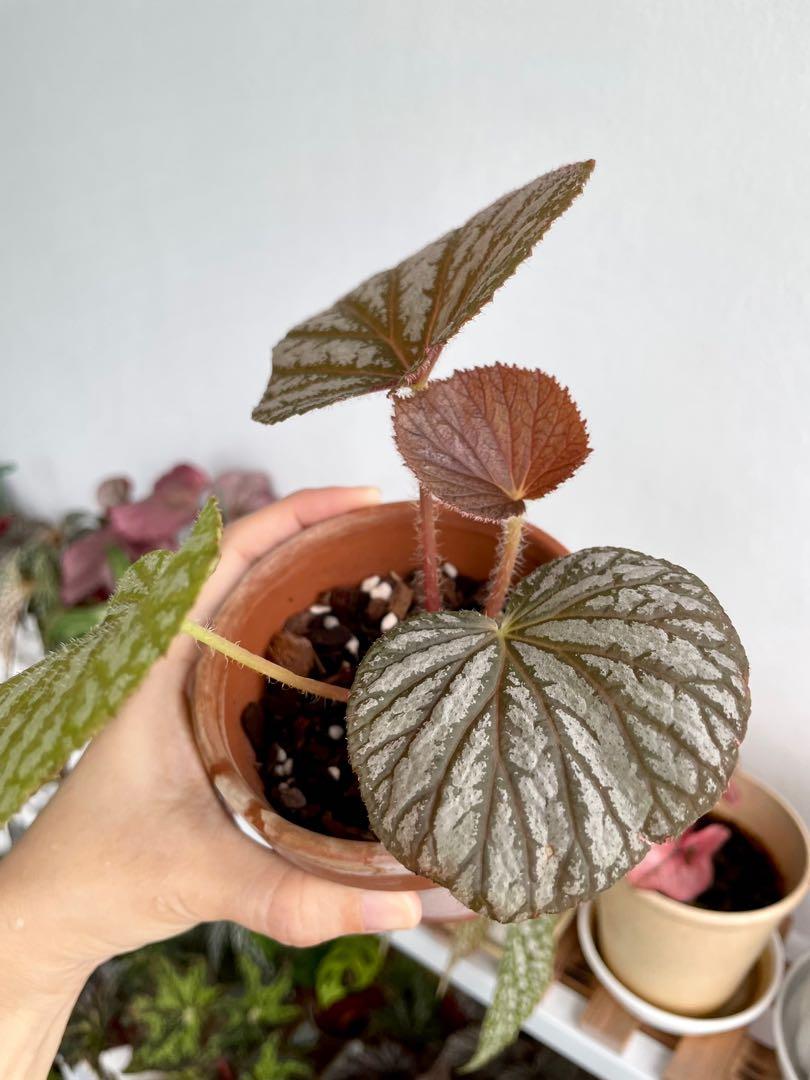 Begonia u501, Furniture & Home Living, Gardening, Plants & Seeds on ...