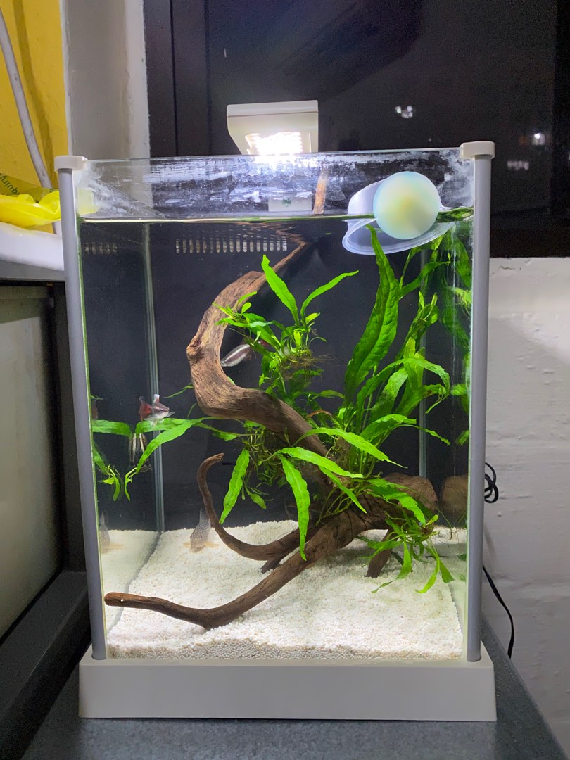 Fluval Spec 10L tank set, Pet Supplies, Homes & Other Pet Accessories ...