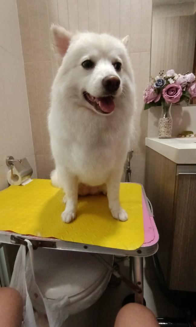 Goofy's Grooming Corner Pet Grooming, Pet Supplies, Health & Grooming ...