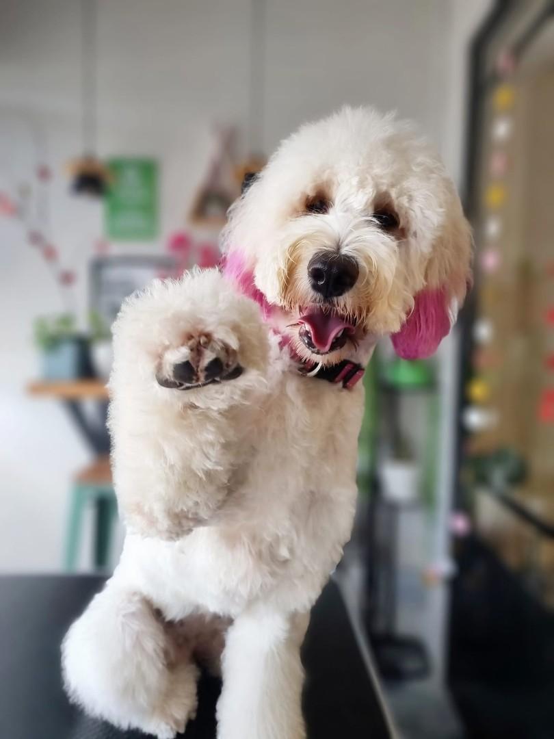 Goofy's Grooming Corner Pet Grooming, Pet Supplies, Health & Grooming ...