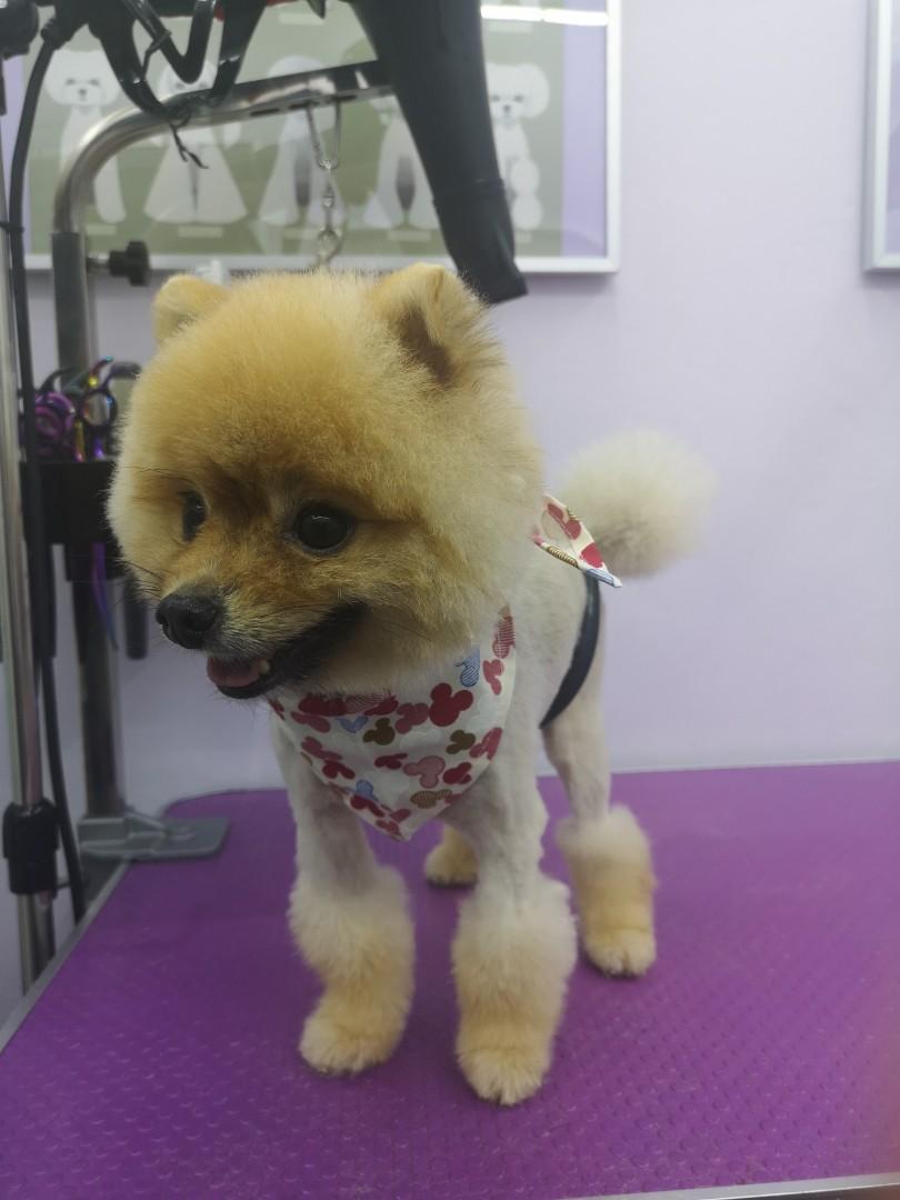 Goofy's Grooming Corner Pet Grooming, Pet Supplies, Health & Grooming ...