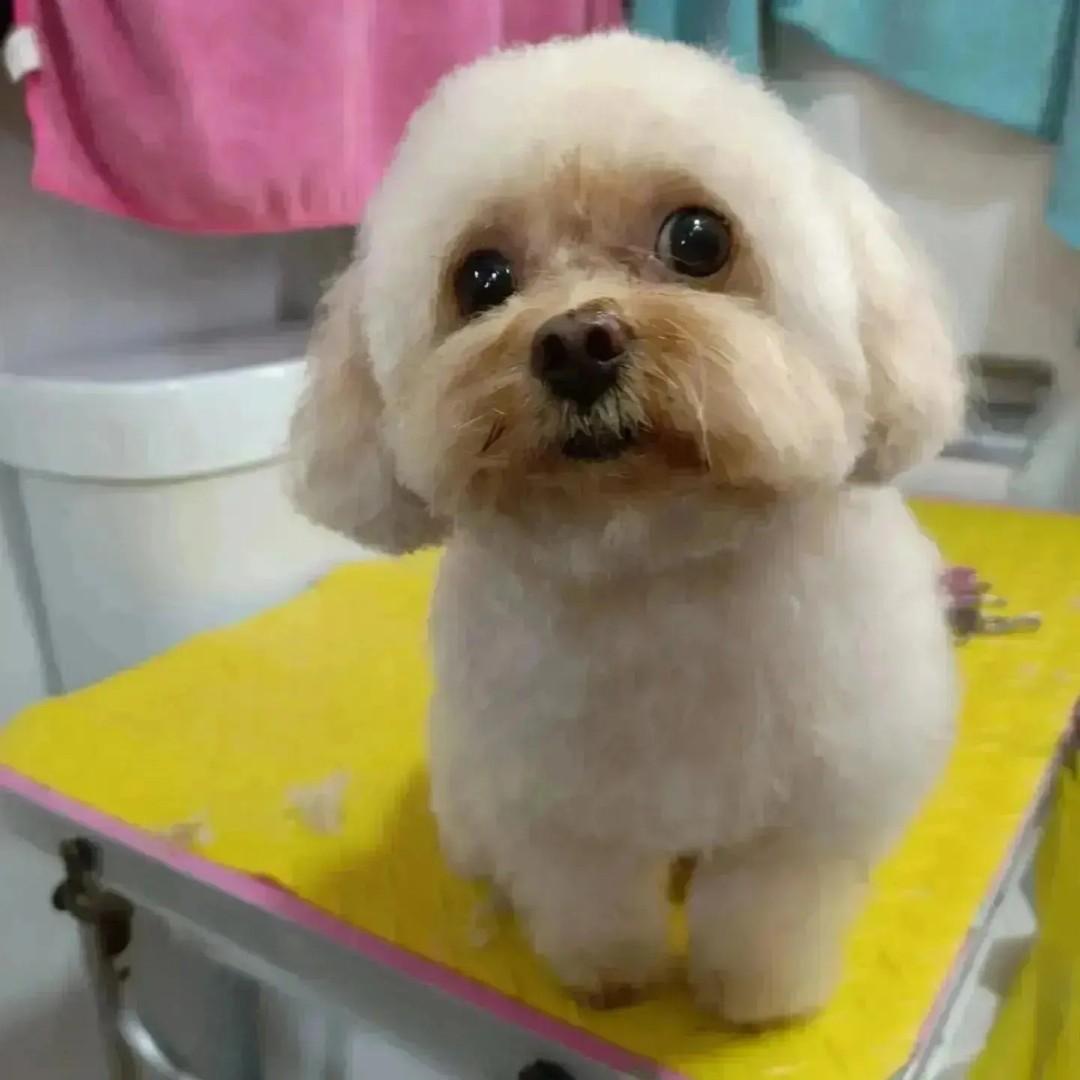 Goofy's Grooming Corner Pet Grooming, Pet Supplies, Health & Grooming ...