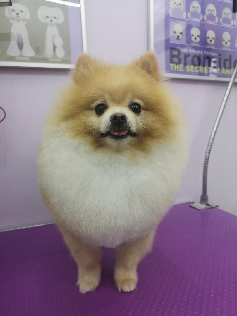 Goofy's Grooming Corner Pet Grooming, Pet Supplies, Health & Grooming ...