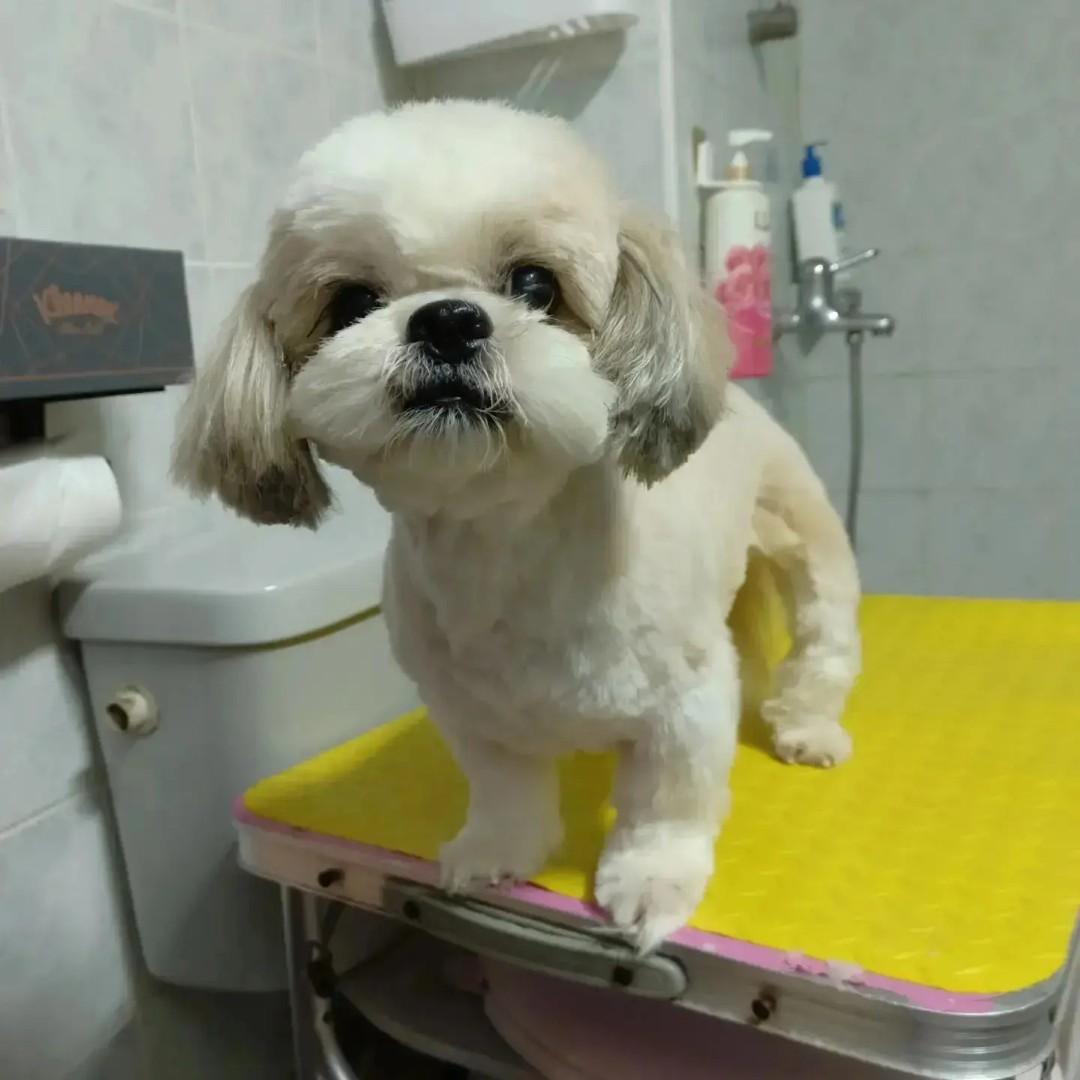 Goofy's Grooming Corner Pet Grooming, Pet Supplies, Health & Grooming ...