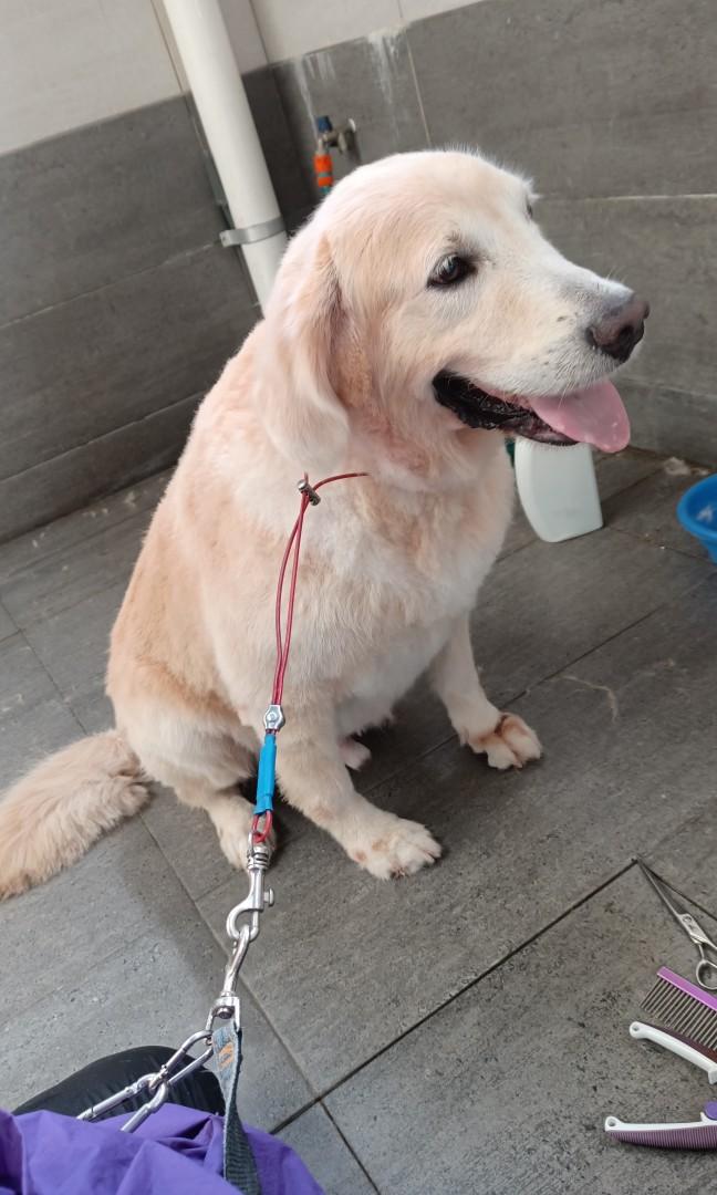 Goofy's Grooming Corner Pet Grooming, Pet Supplies, Health & Grooming ...