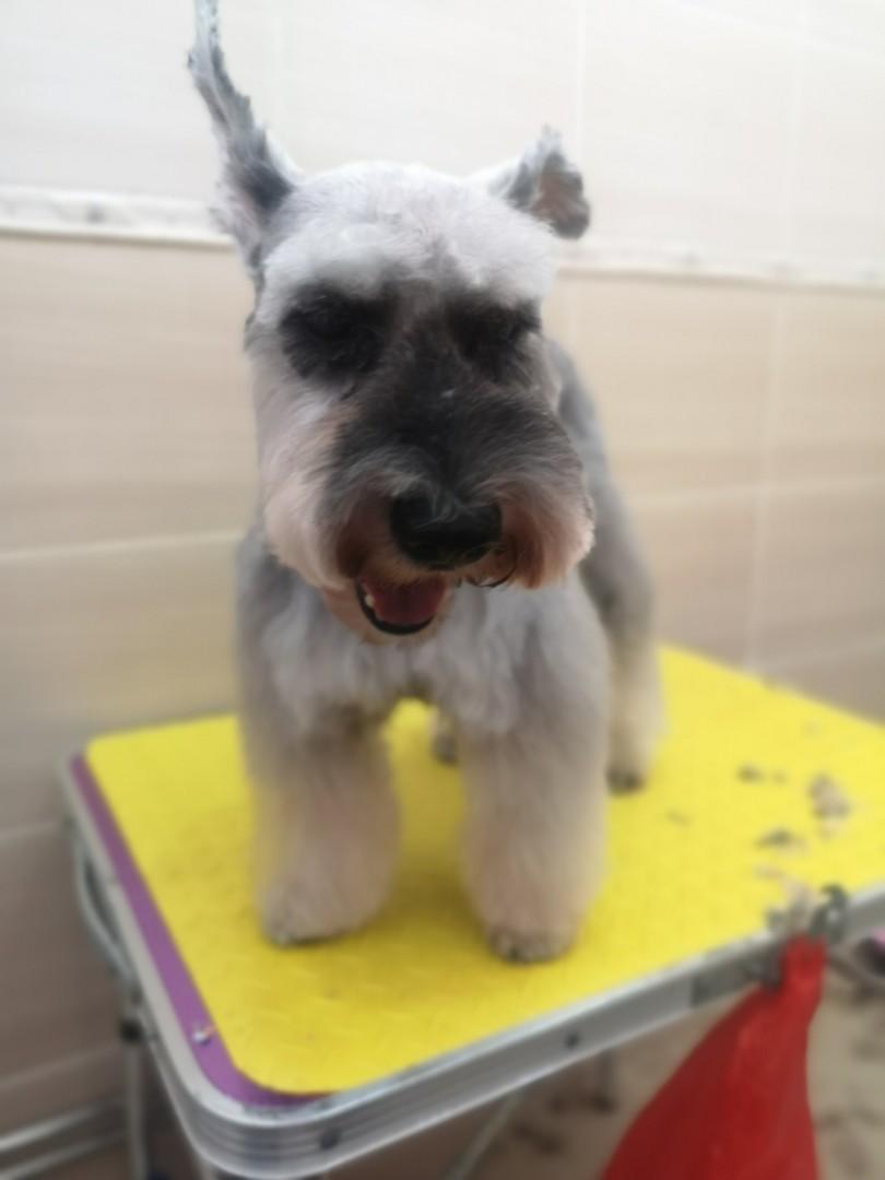 Goofy's Grooming Corner Pet Grooming, Pet Supplies, Health & Grooming ...