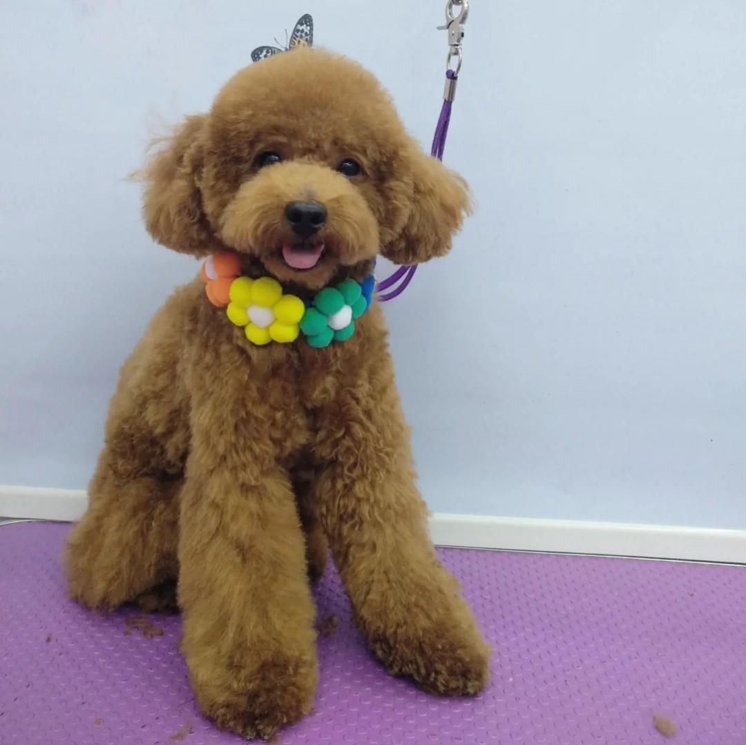 Goofy's Grooming Corner Pet Grooming, Pet Supplies, Health & Grooming ...