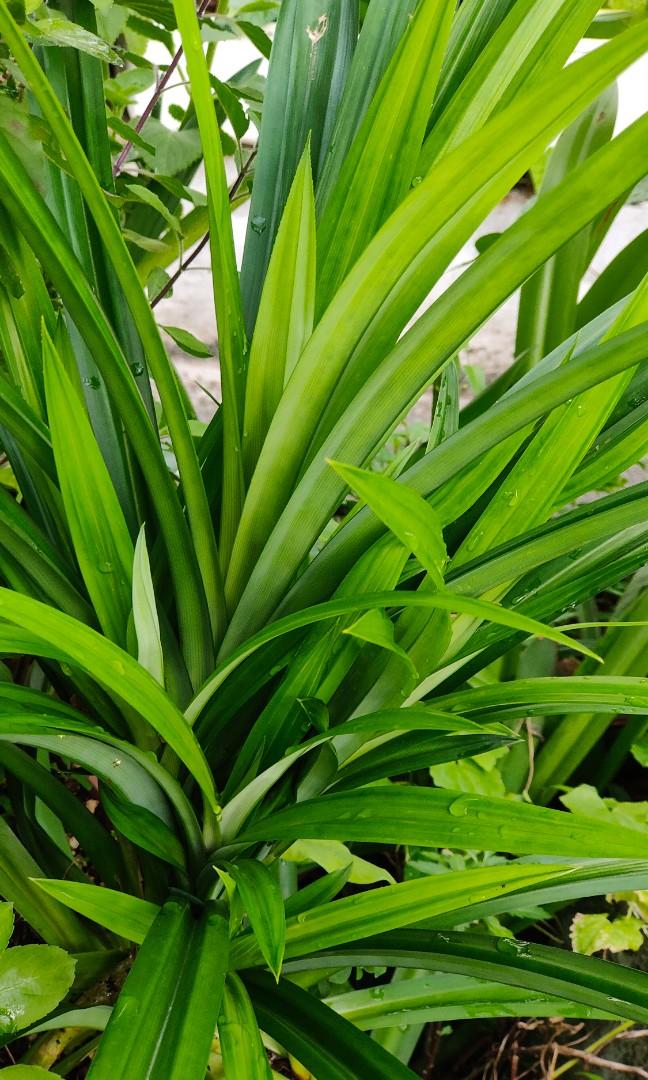 Pandan leaf, Furniture & Home Living, Gardening, Plants & Seeds on ...