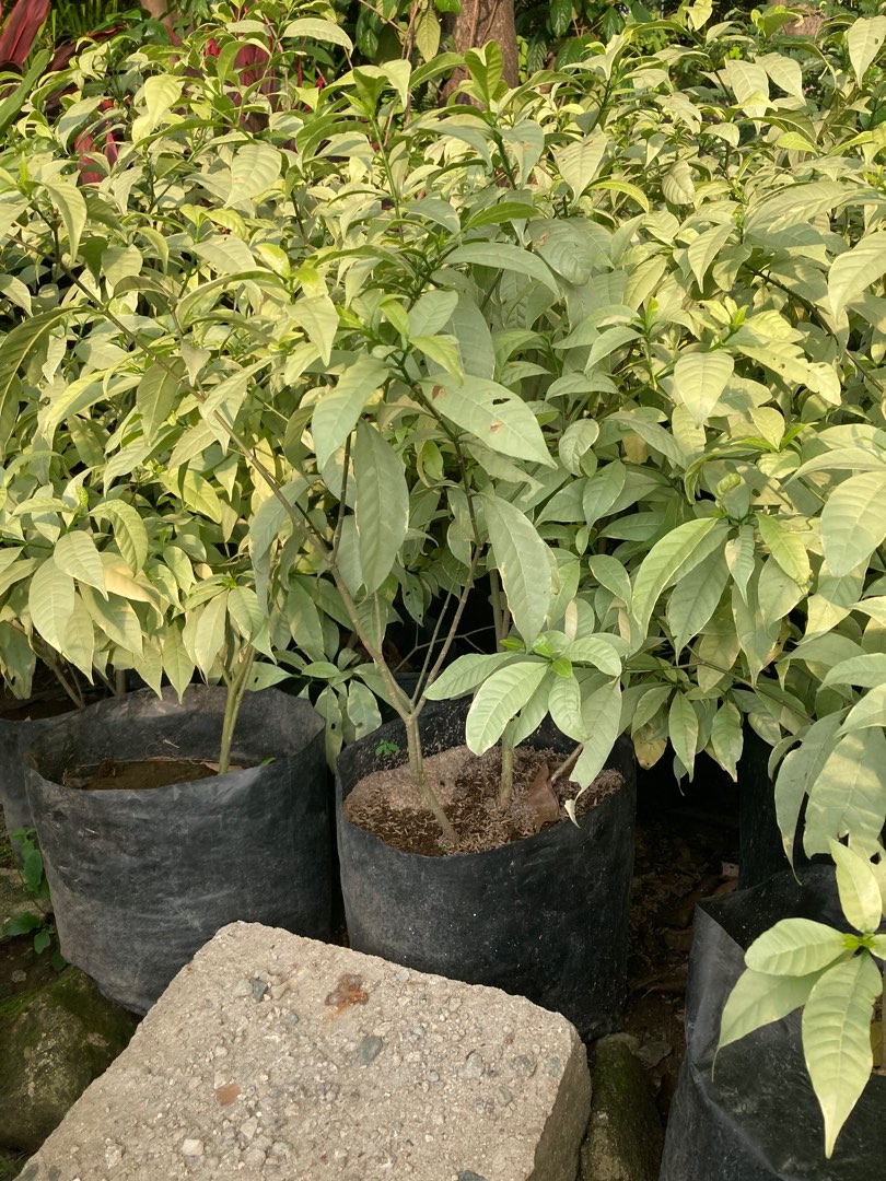 Silver pandakaki, Furniture & Home Living, Gardening, Plants & Seeds on ...