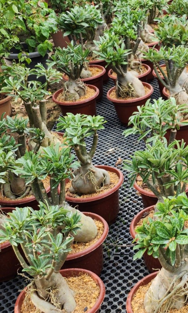 Adenium (big caudex), Furniture & Home Living, Gardening, Plants ...