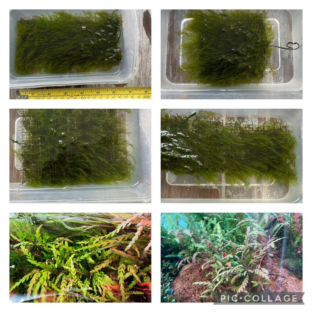 Aquatic Plants for Sale, Furniture & Home Living, Gardening, Plants & Seeds on Carousell
