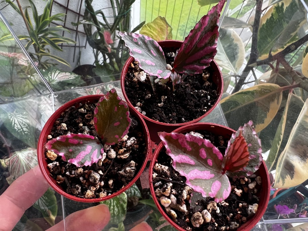 Begonia Julau, Furniture & Home Living, Gardening, Plants & Seeds on ...