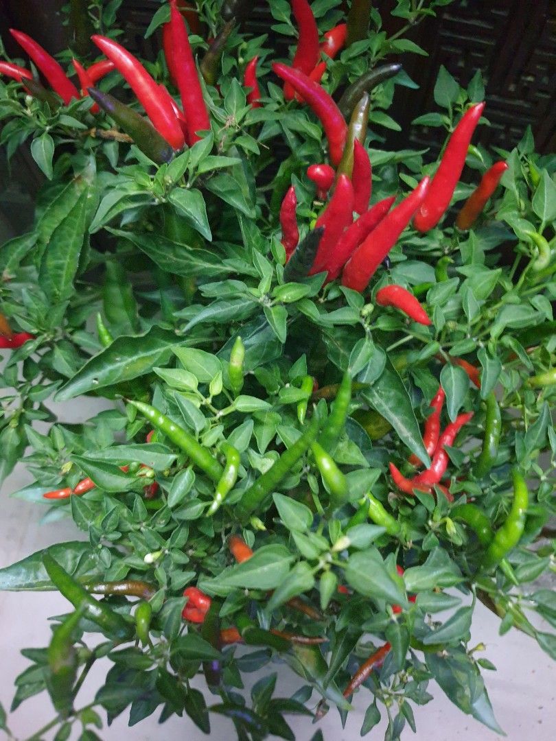 Capsicum Annuum Chili plant Cayenne Pepper Bushy healthy happy plant ...