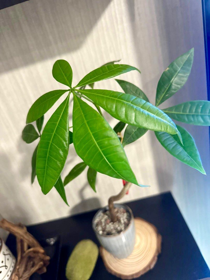 Fortune pachira tree 如意, Furniture & Home Living, Gardening, Plants ...