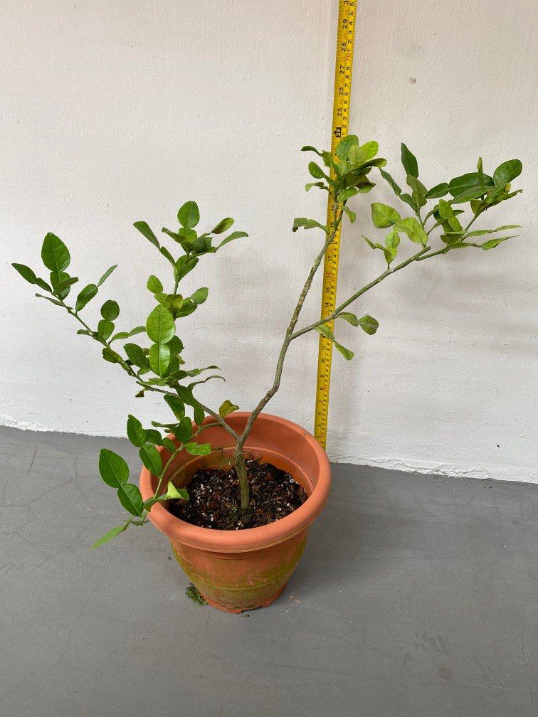 Limau Purut/Kaffir lime fruiting plant, Furniture & Home Living ...