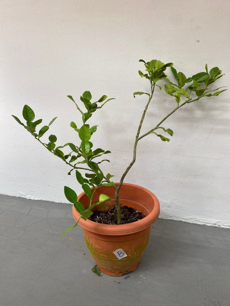 Limau Purut/Kaffir lime fruiting plant, Furniture & Home Living ...