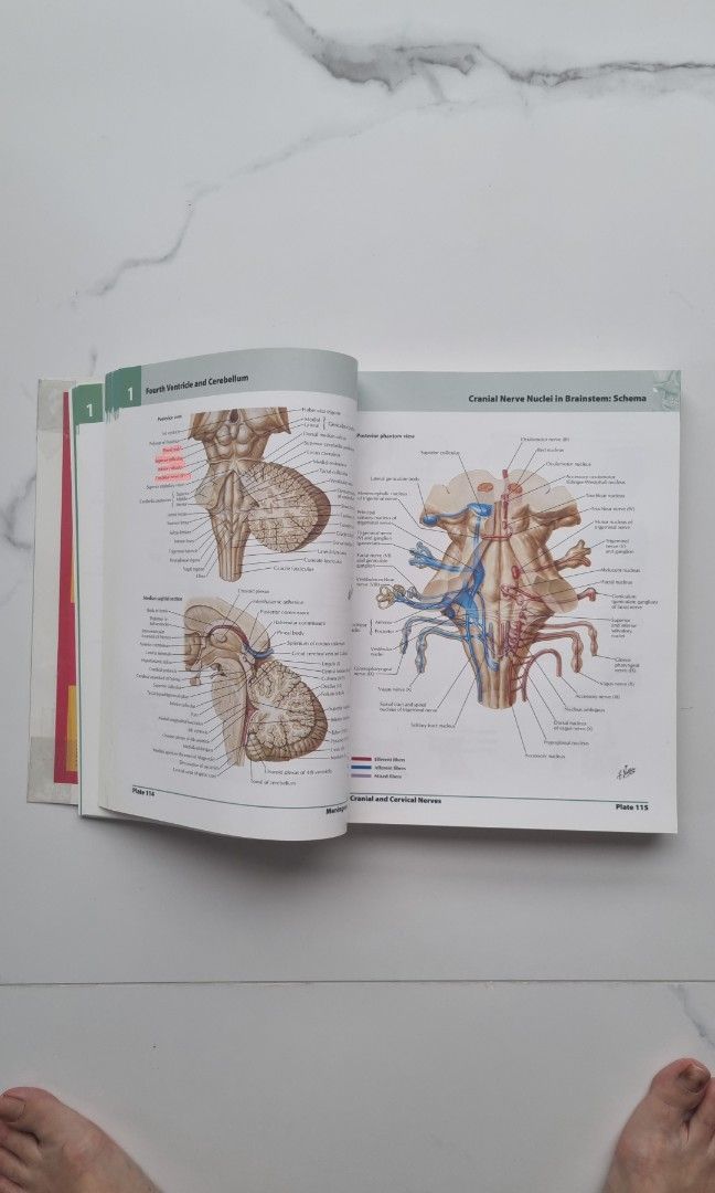 Netter's Anatomy, Hobbies & Toys, Books & Magazines, Textbooks on Carousell