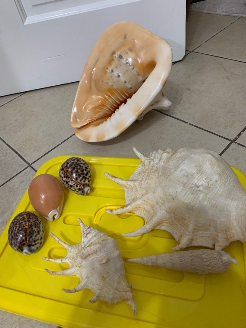 Philippine Shells, Furniture & Home Living, Home Decor, Other Home ...