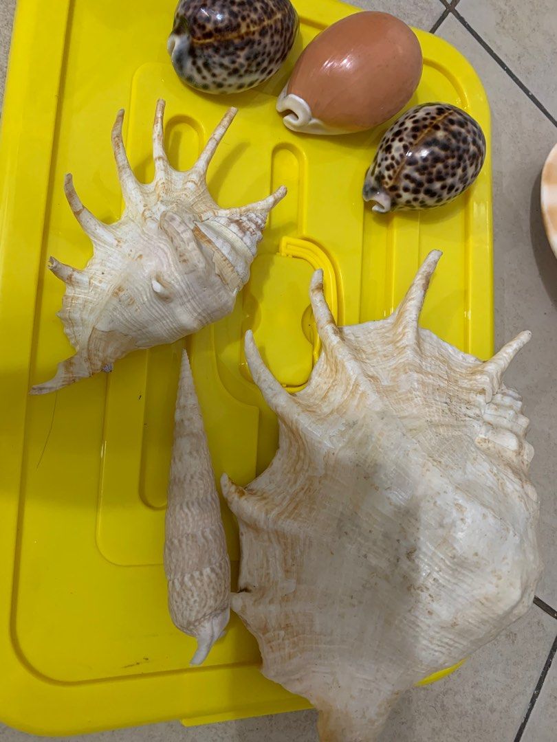 Philippine Shells, Furniture & Home Living, Home Decor, Other Home ...