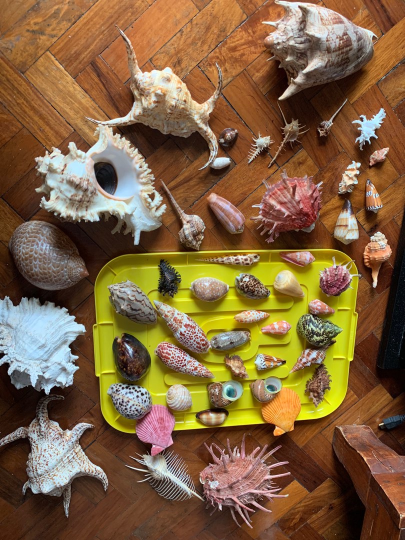 Philippine Shells, Furniture & Home Living, Home Decor, Other Home ...