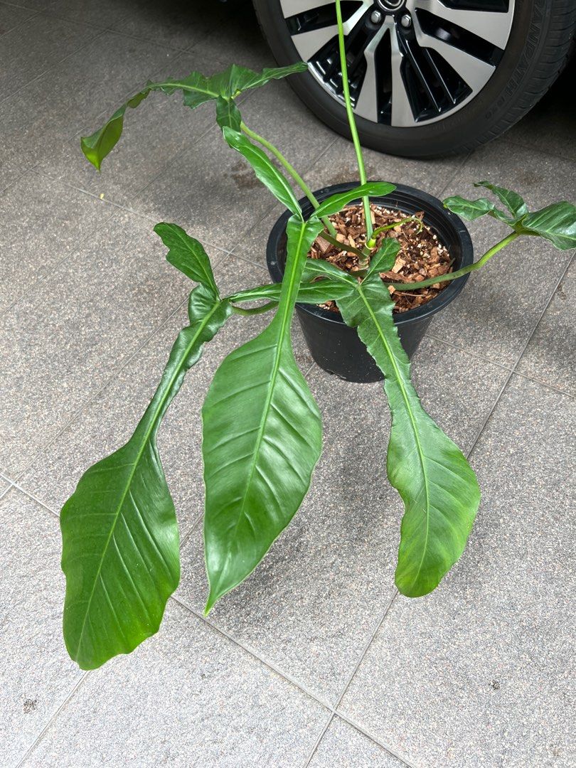 Philodendron Jopeii, Furniture & Home Living, Gardening, Plants & Seeds ...