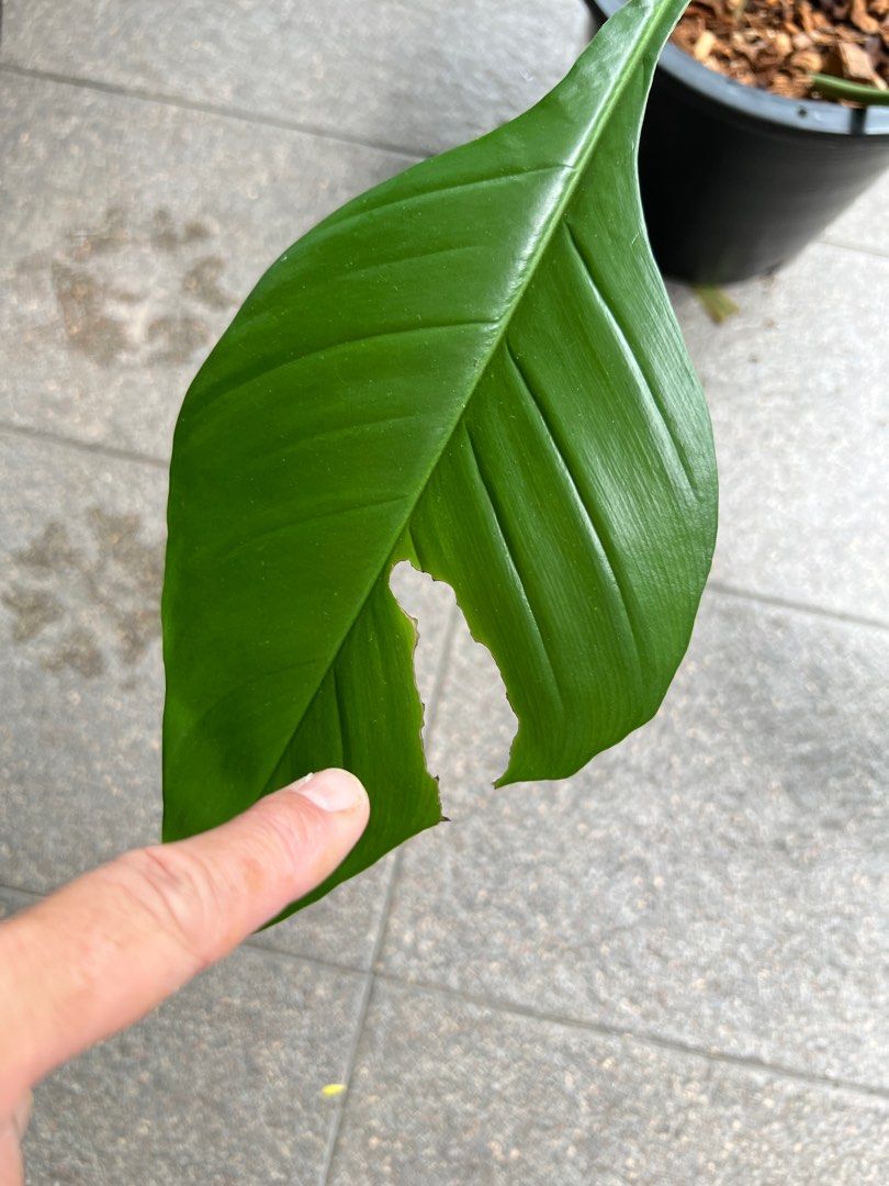 Philodendron Jopeii, Furniture & Home Living, Gardening, Plants & Seeds ...