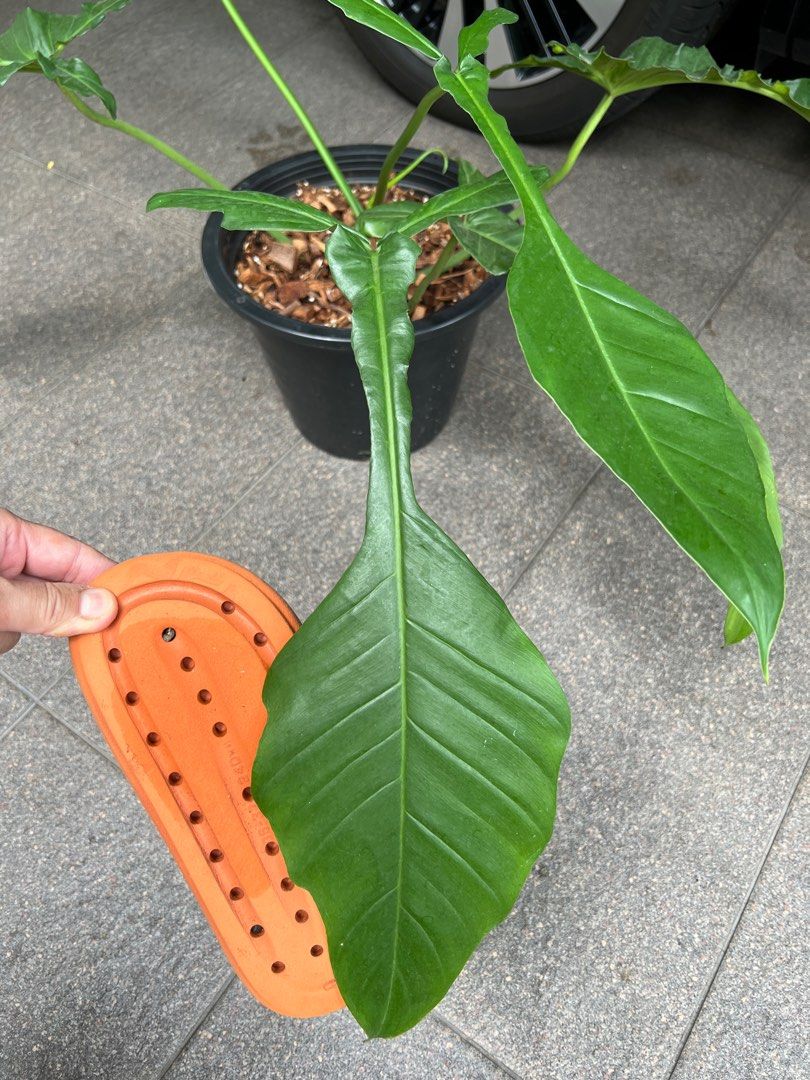 Philodendron Jopeii, Furniture & Home Living, Gardening, Plants & Seeds ...