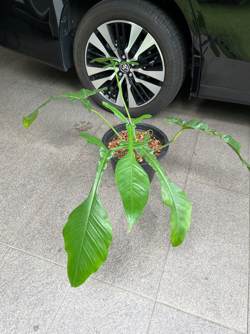 Philodendron Jopeii, Furniture & Home Living, Gardening, Plants & Seeds ...