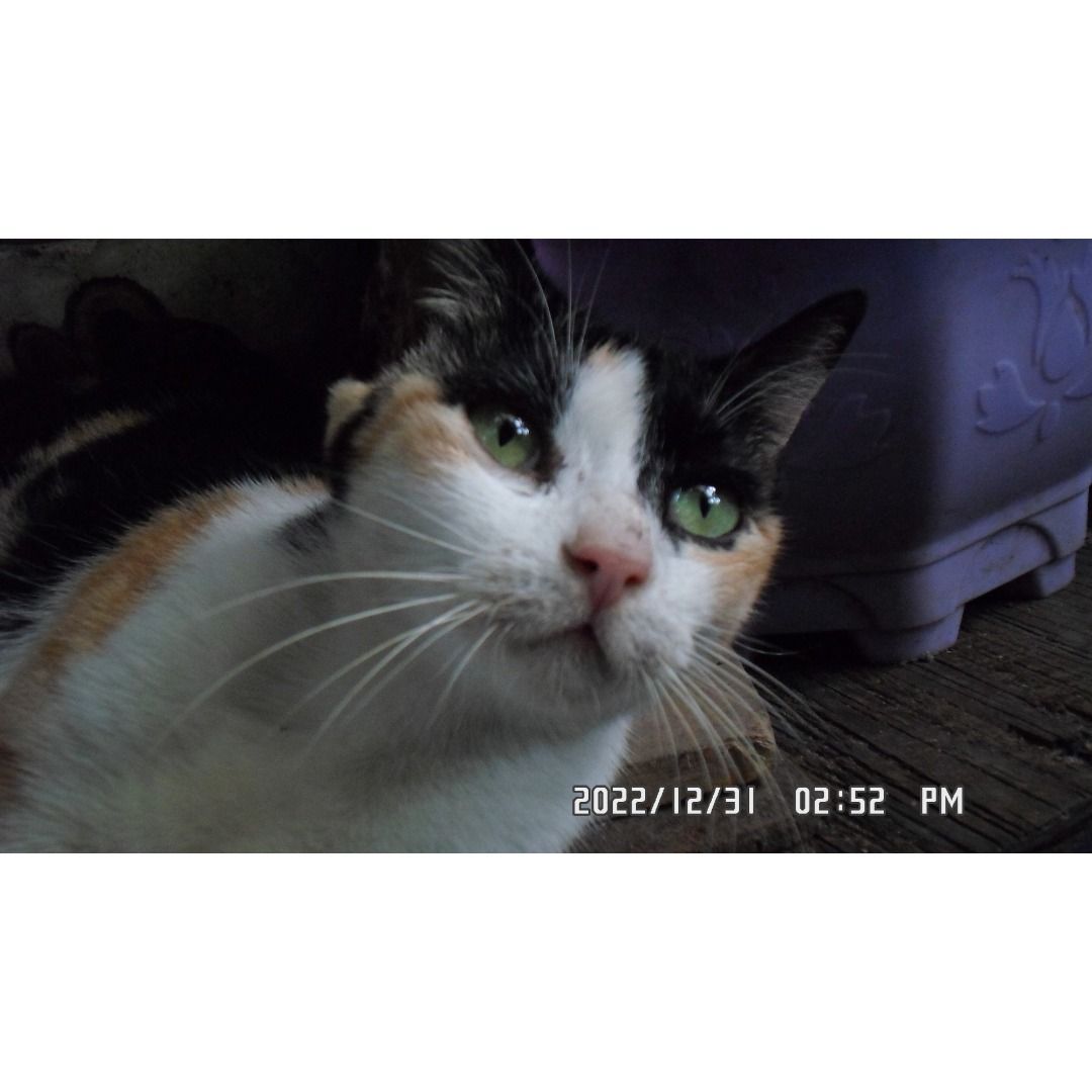 Samsung ST64 HD 5x Zoom Digicam MINT Condition, Photography, Cameras on ...