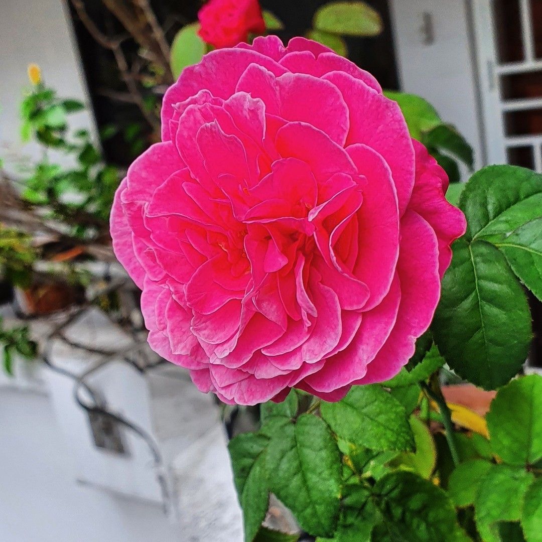 Young Souer Emmanuelle Rose, Furniture & Home Living, Gardening, Plants ...