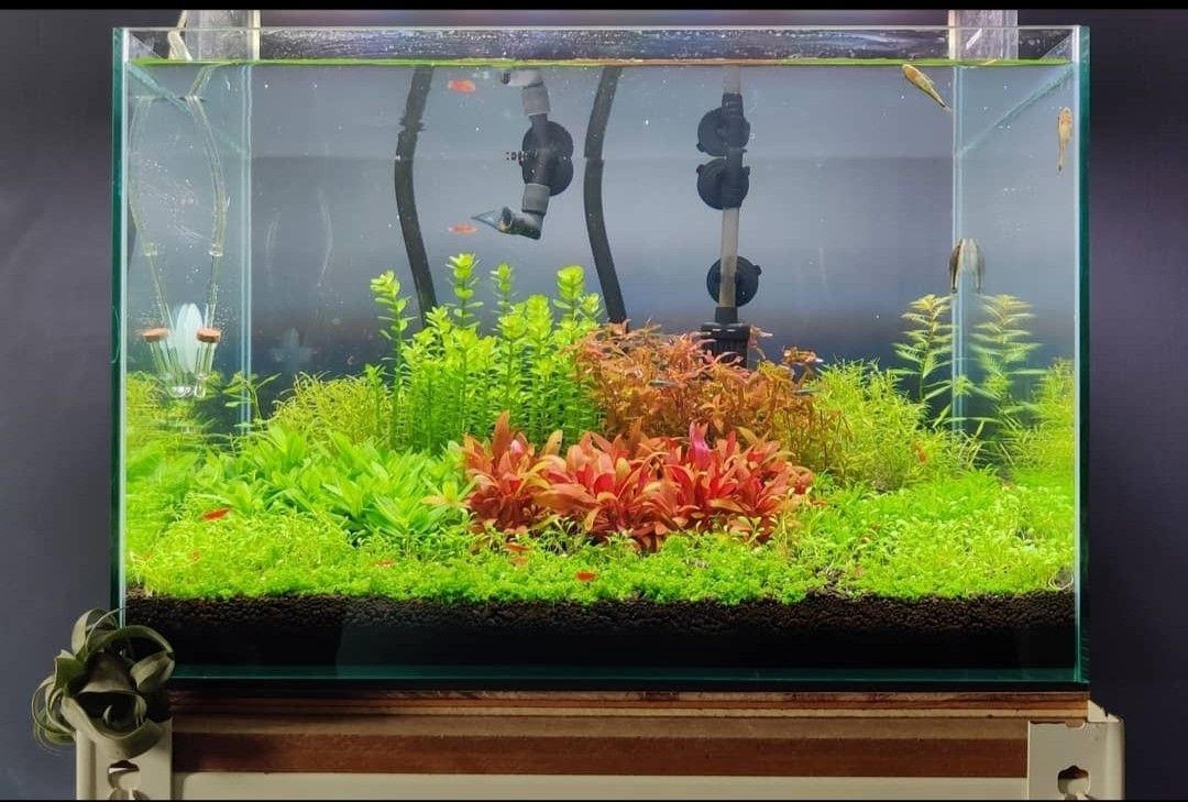 45cm Glass Fish Tank, Pet Supplies, Homes & Other Pet Accessories on ...