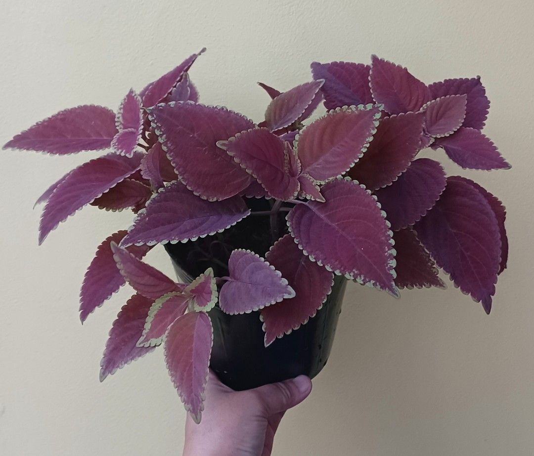 Coleus Mayana Red Assorted, Furniture & Home Living, Gardening, Plants ...