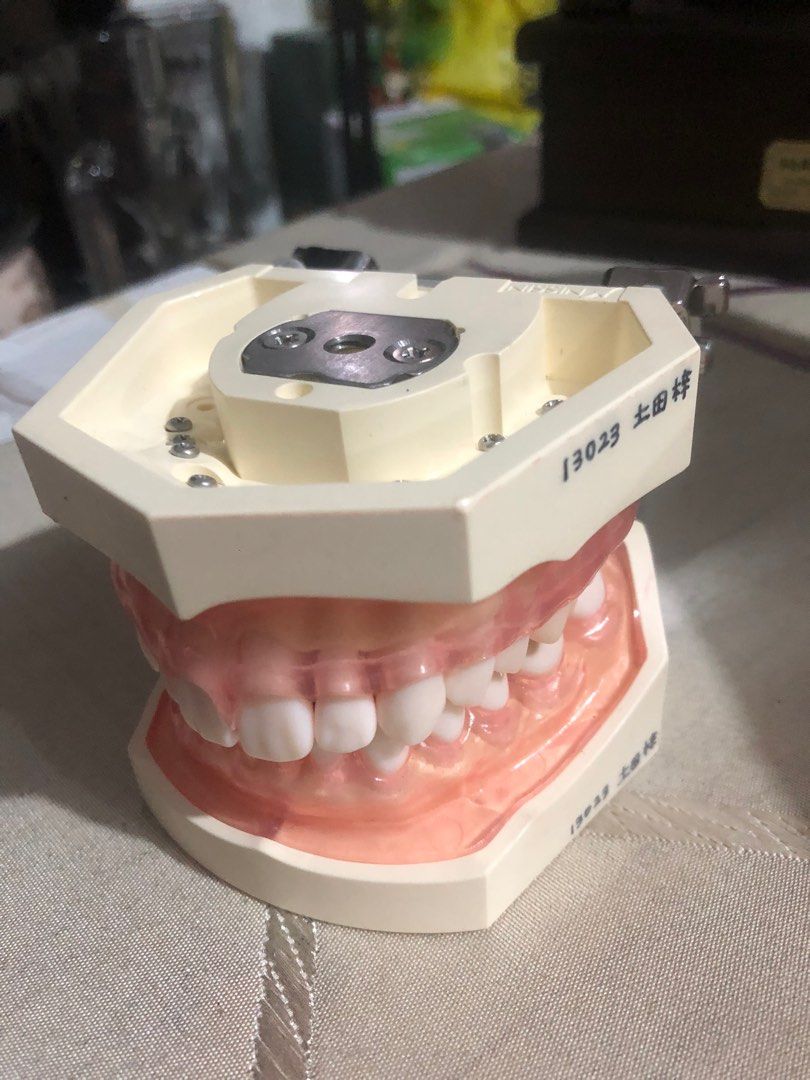 Dental model - Japan Surplus original, Health & Nutrition, Medical ...