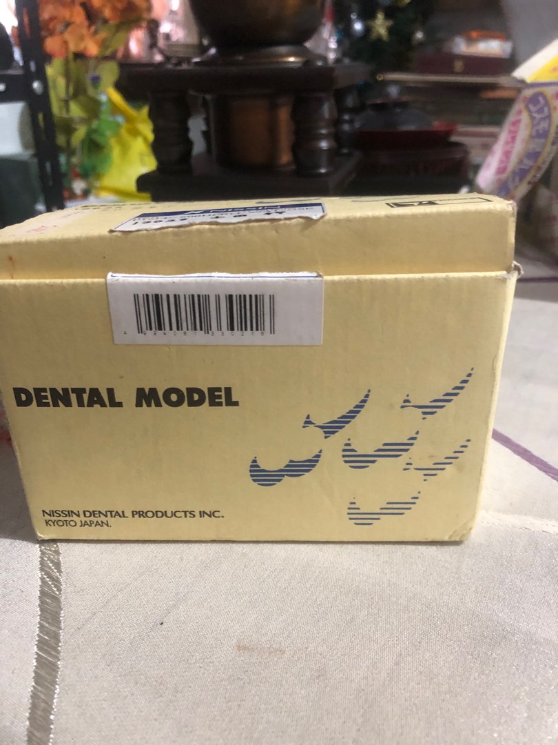 Dental model - Japan Surplus original, Health & Nutrition, Medical ...