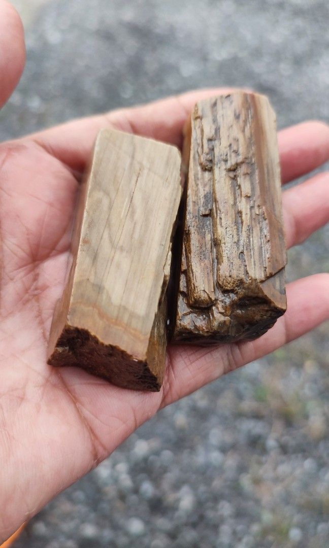 fosil kayu, Hobbies & Toys, Collectibles & Memorabilia, Vintage ...