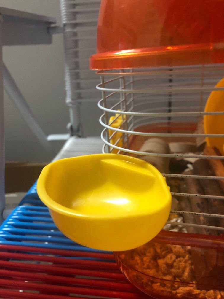 Lemon shaped food or water container for small animals + free Timothy ...
